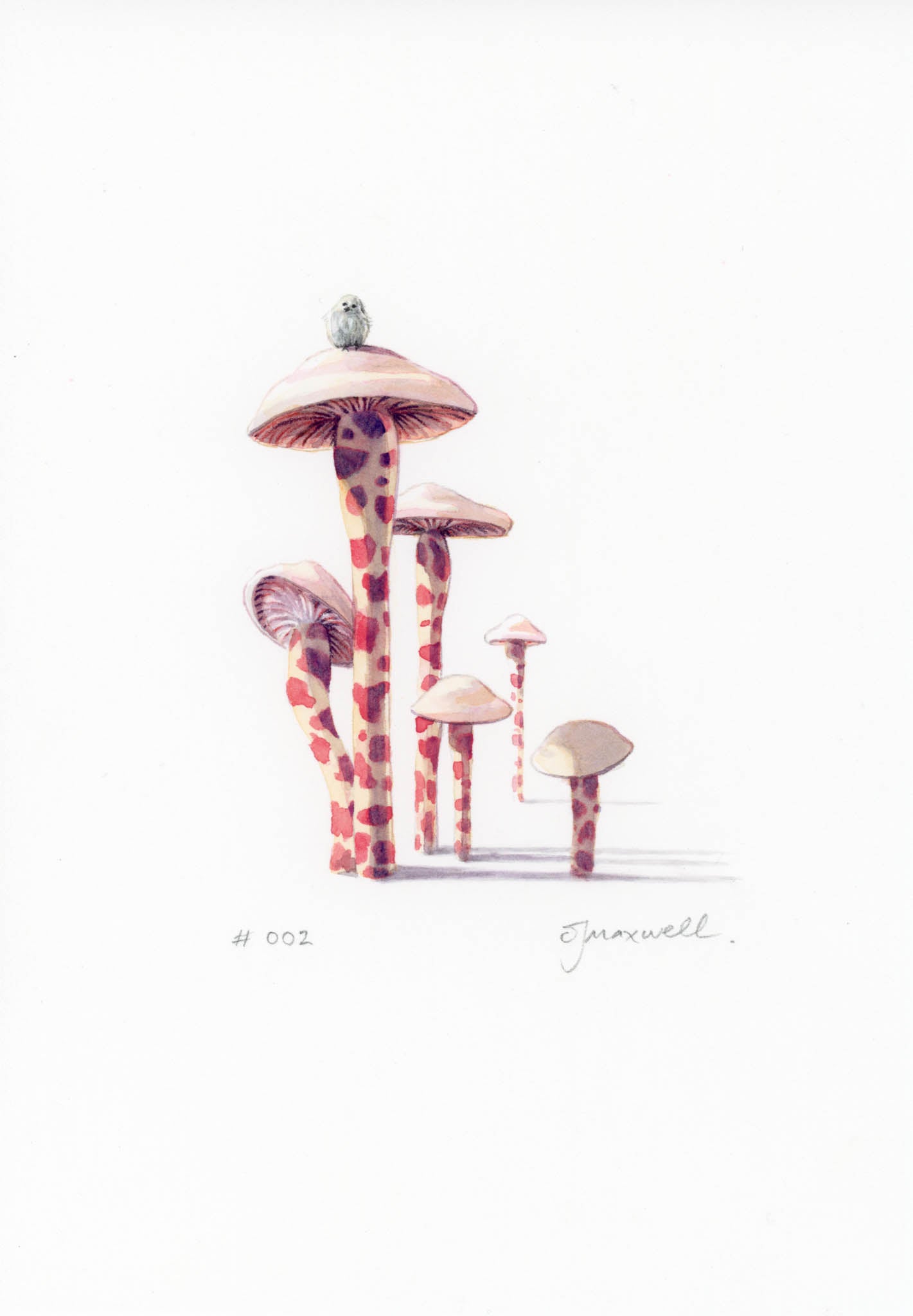 A5 Original Spot Illustration - #2 Mushrooms – Christopher Maxwell Art