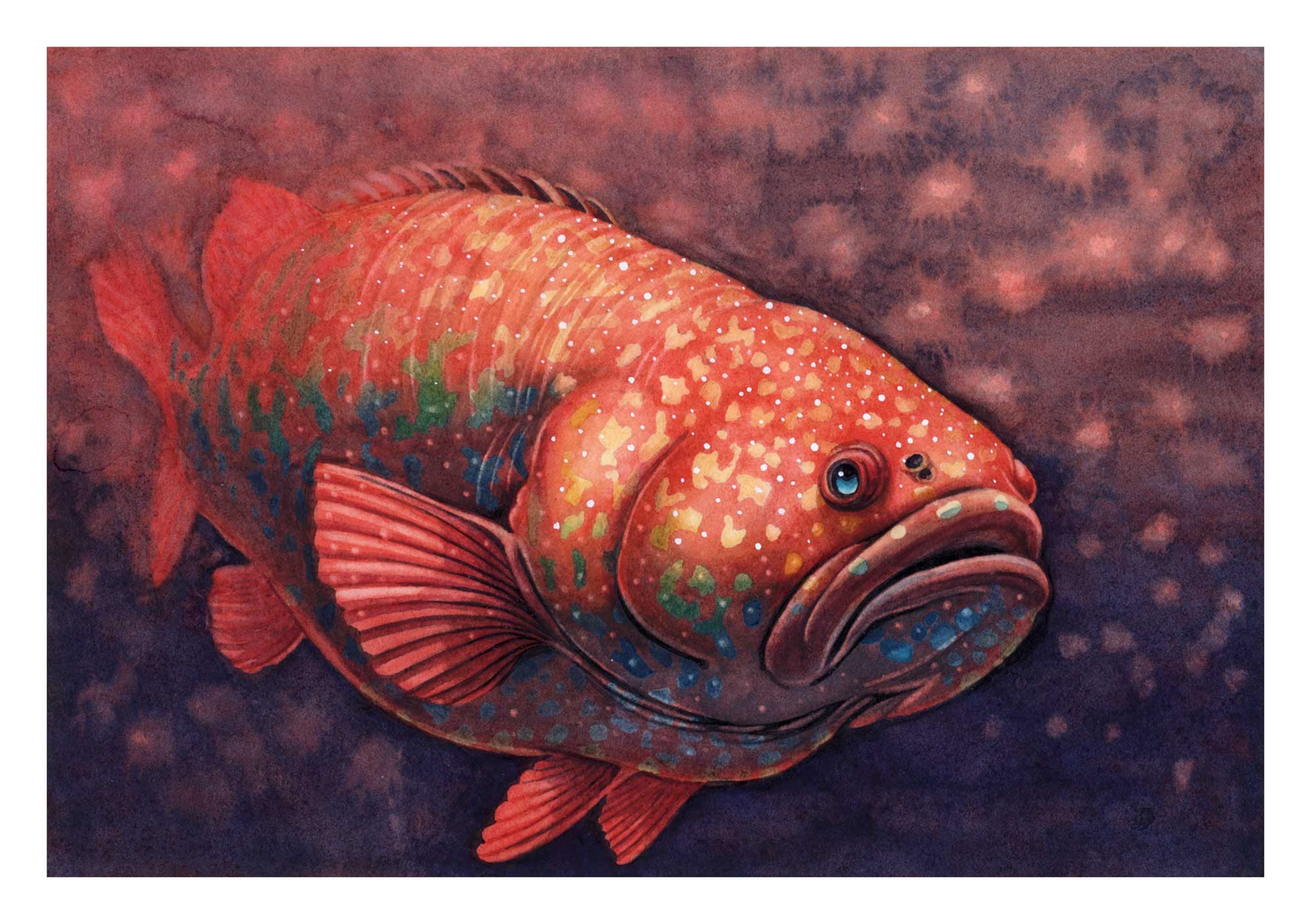 A5 Original Artwork - Orange Grouper – Christopher Maxwell Art